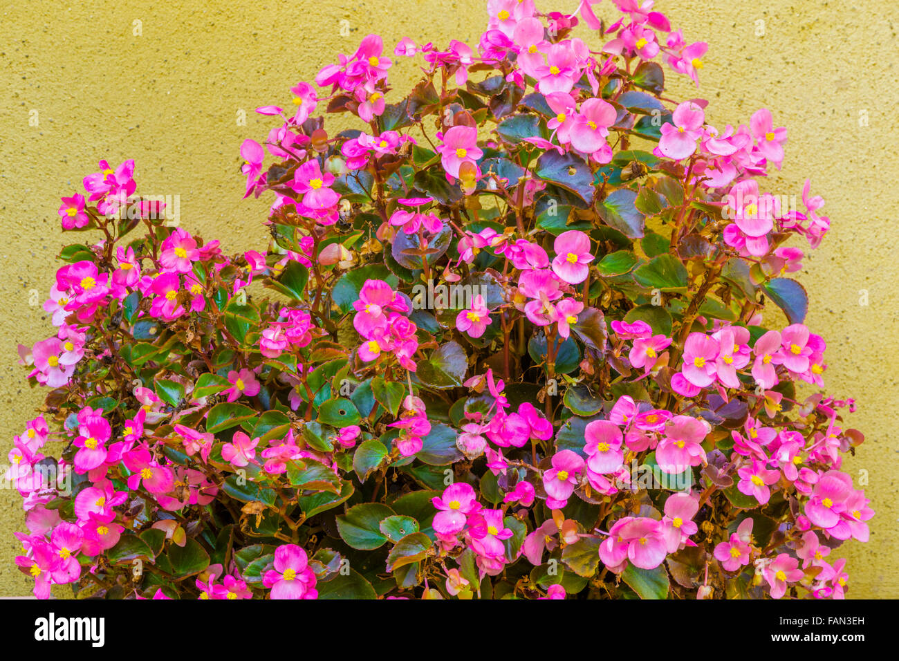 flower pots in streets of Pienza, Italy Stock Photo - Alamy