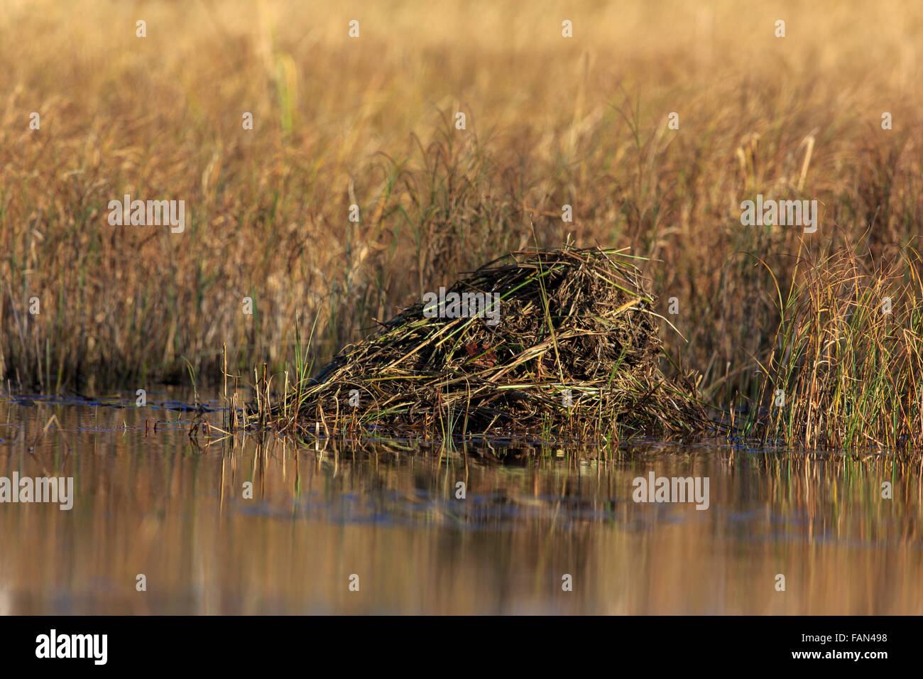 Muskrat lodge hi-res stock photography and images - Alamy