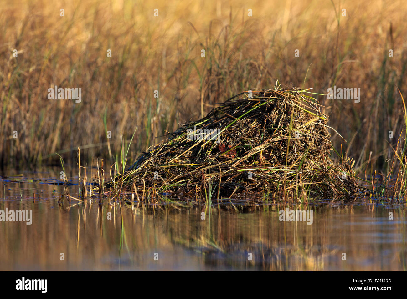 Muskrat lodge hi-res stock photography and images - Alamy