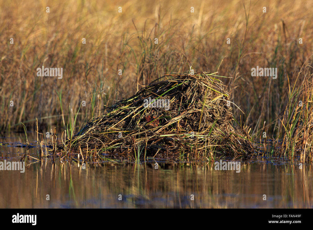 Muskrat house hi-res stock photography and images - Alamy