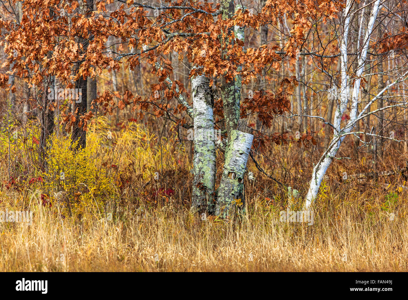 Northwoods wisconsin fall hi-res stock photography and images - Alamy