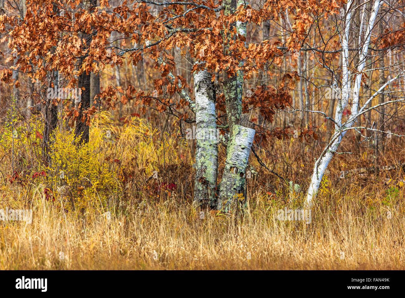 Northwoods wisconsin fall hi-res stock photography and images - Alamy