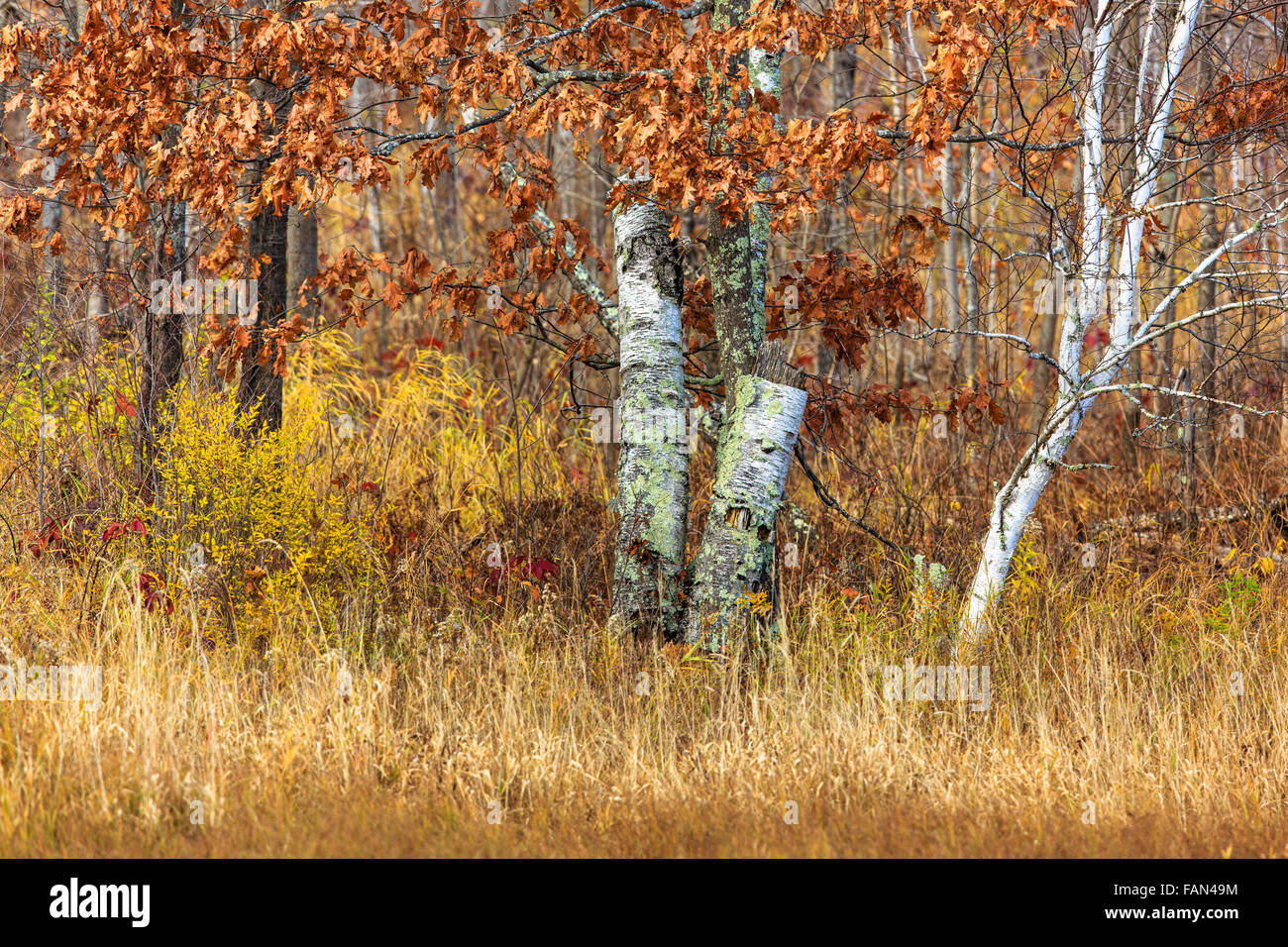 Northwoods wisconsin fall hi-res stock photography and images - Alamy
