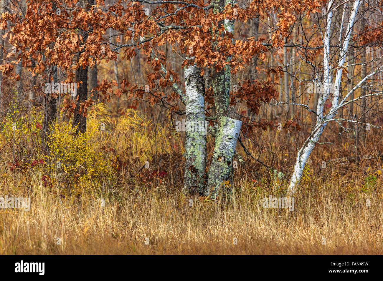 Autumn in northern Wisconsin Stock Photo - Alamy