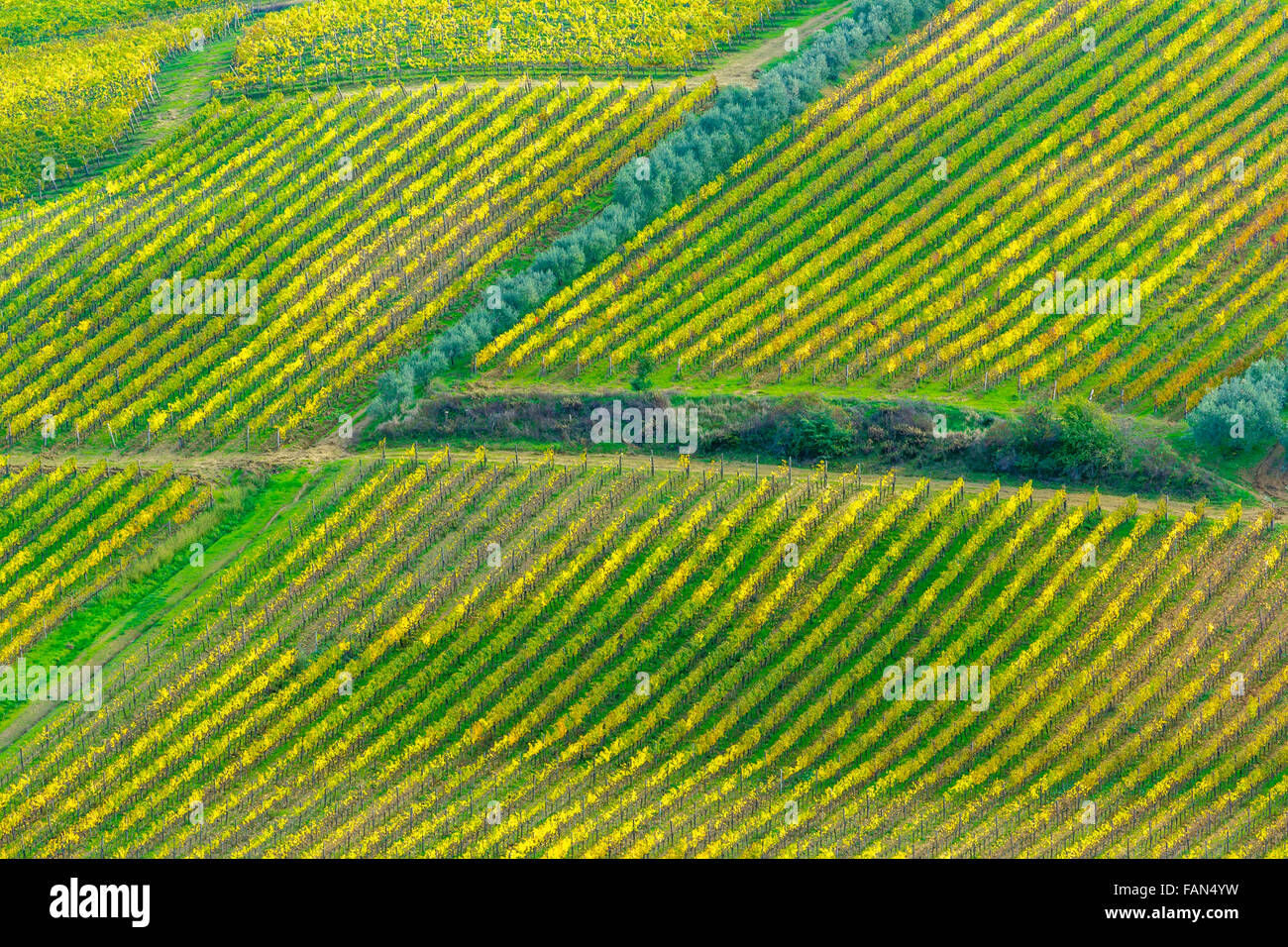 vinyard in fall, Tuscany Stock Photo - Alamy