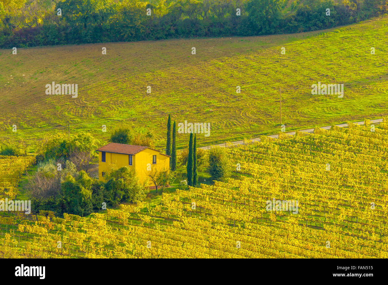 vinyard in fall, Tuscany Stock Photo - Alamy