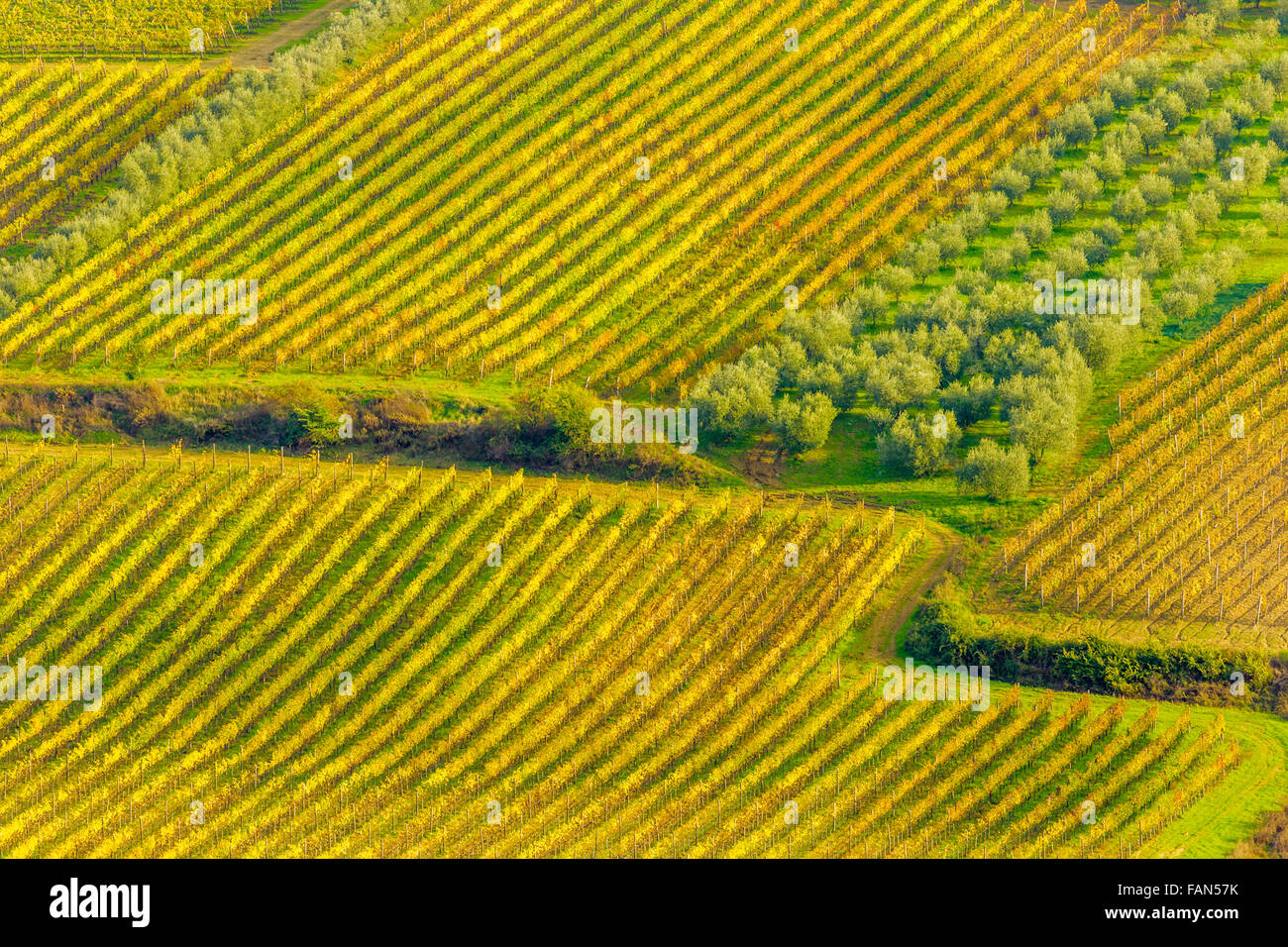 vinyard in fall, Tuscany Stock Photo - Alamy