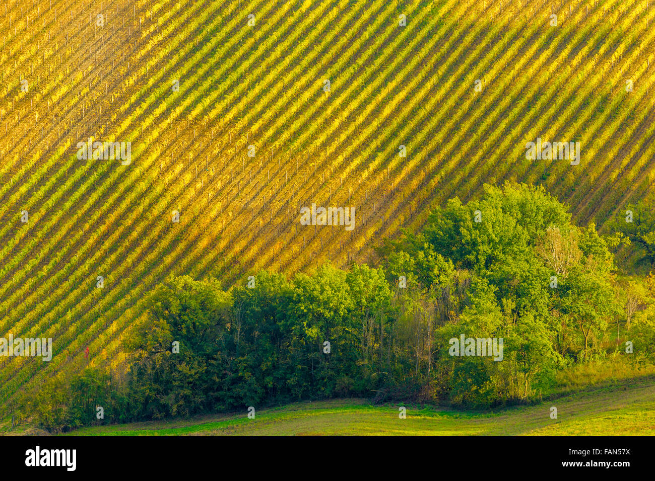 vinyard in fall, Tuscany Stock Photo - Alamy