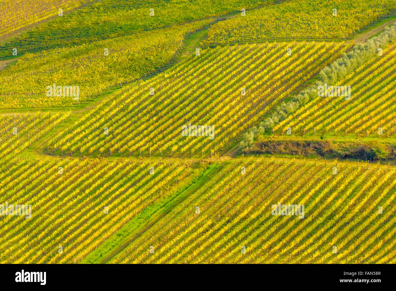 vinyard in fall, Tuscany Stock Photo - Alamy