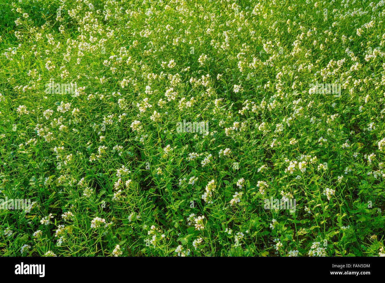 ground cover of wild flowers in olive grove, Tuscany Stock Photo - Alamy