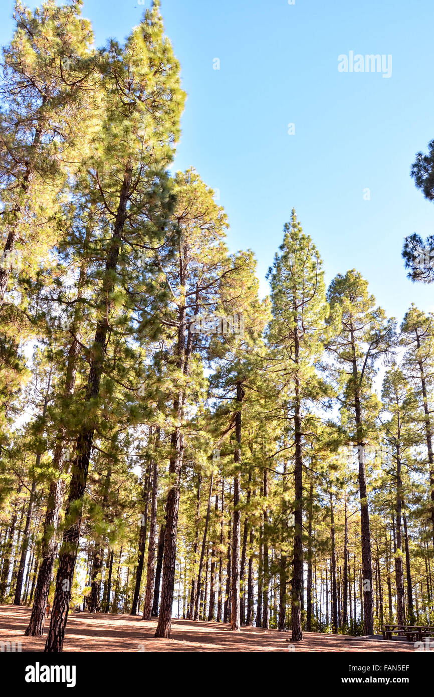 Pine Tree View Stock Photo - Alamy