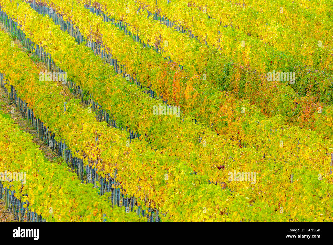 vinyard in fall, Tuscany Stock Photo - Alamy
