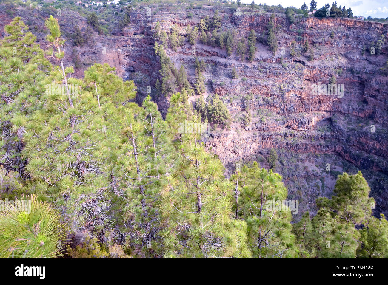 Pine Tree View Stock Photo - Alamy