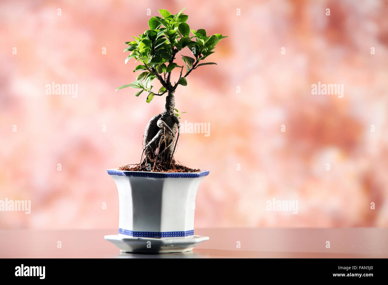 close up of the bonsai with background Stock Photo - Alamy