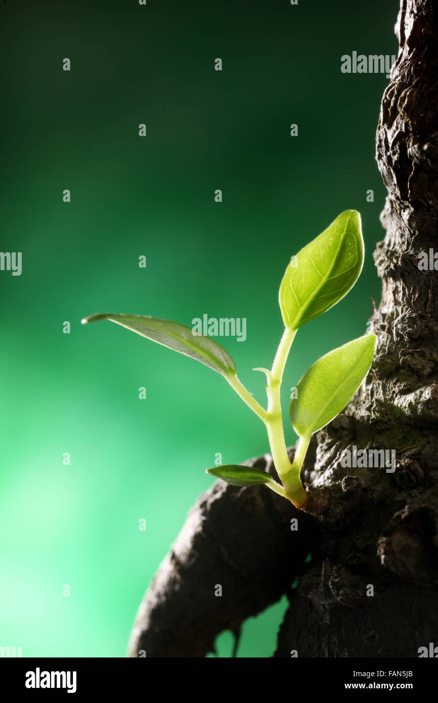 little leaf from a tree Stock Photo - Alamy