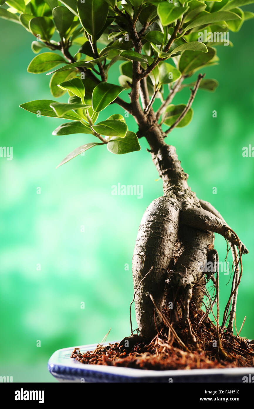 close up of the bonsai with background Stock Photo - Alamy