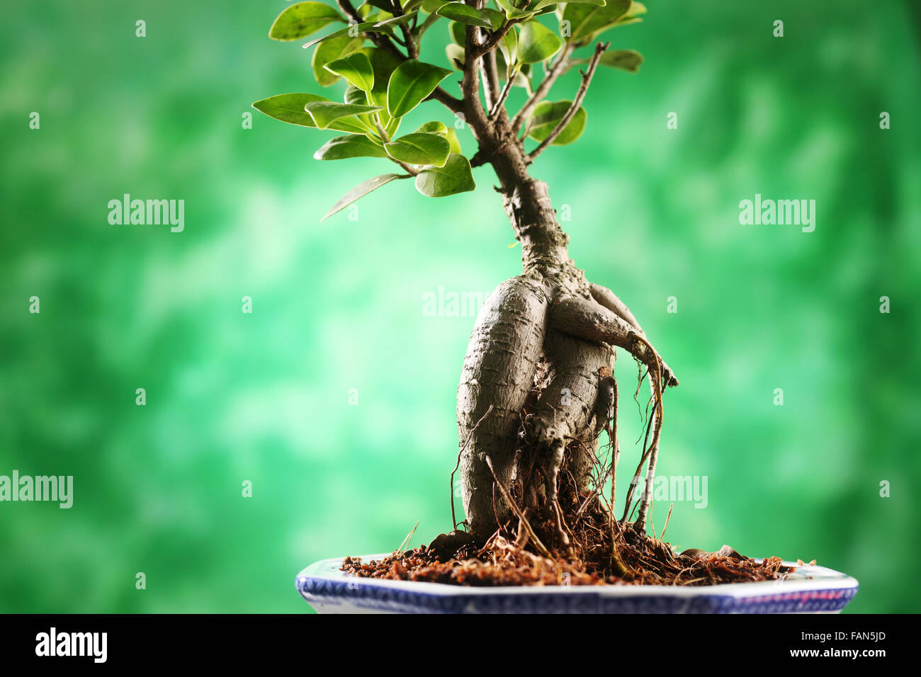 close up of the bonsai with background Stock Photo - Alamy