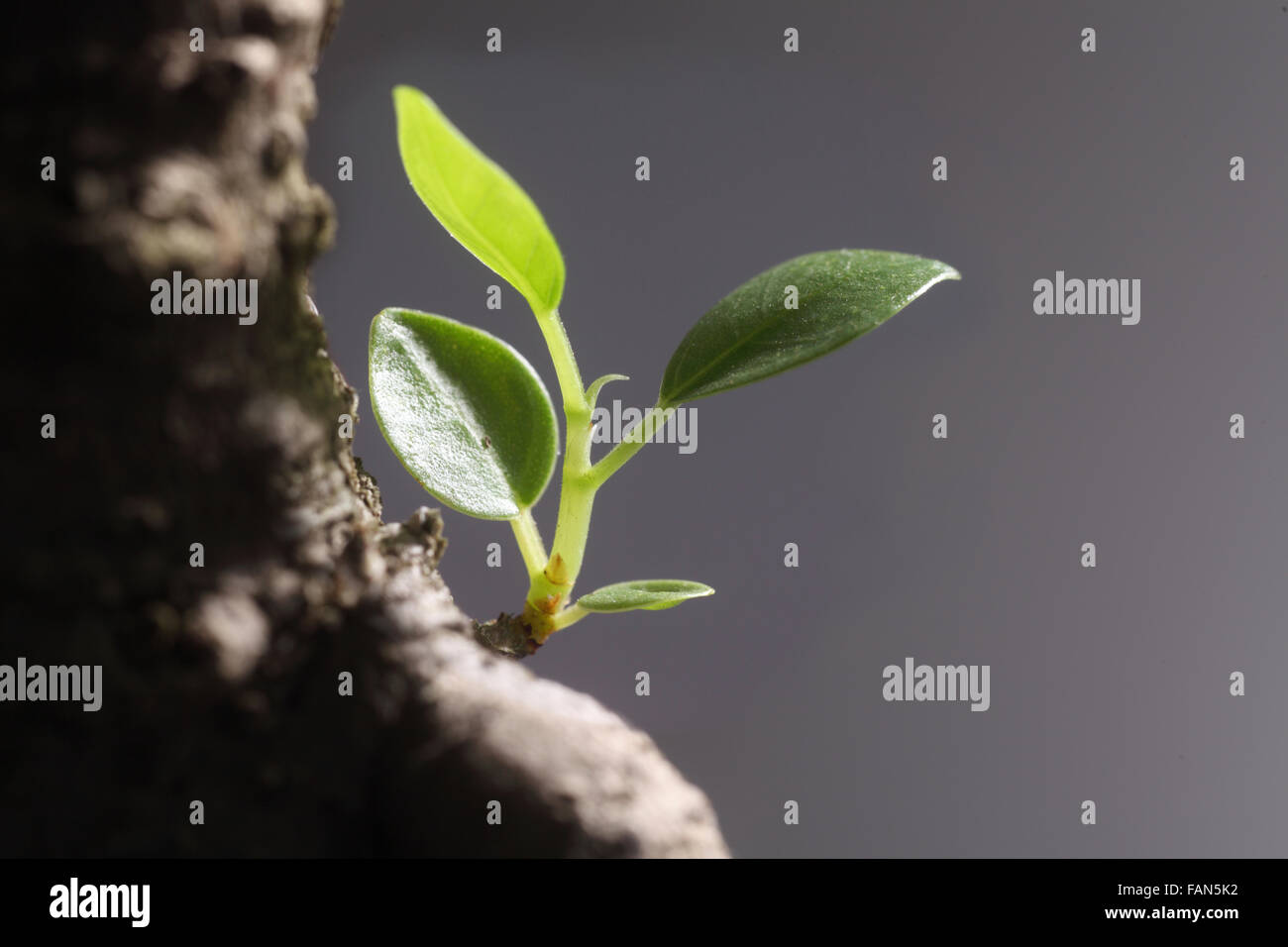 little leaf from a tree Stock Photo - Alamy