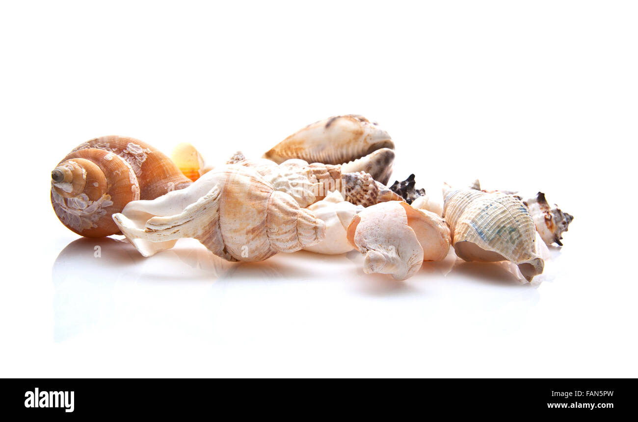 Assorted sea shells on white background Stock Photo - Alamy