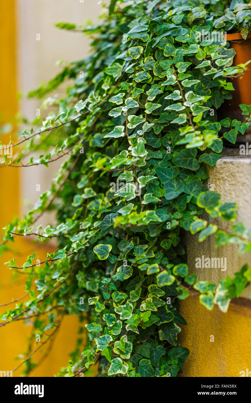 vines and window planter box, Tuscany Stock Photo - Alamy