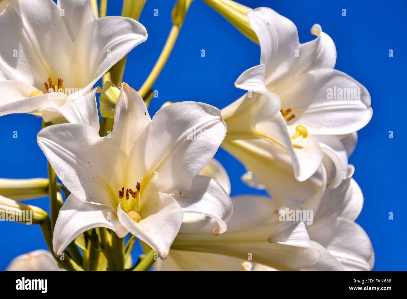 Blooming Flower Background Stock Photo - Alamy