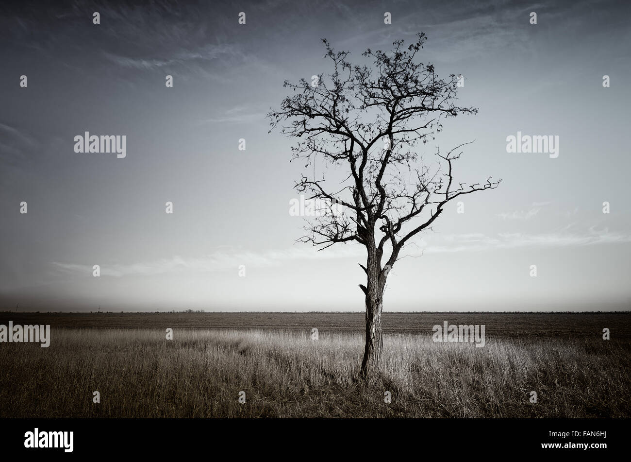 Lonely dead tree. Art nature Stock Photo - Alamy