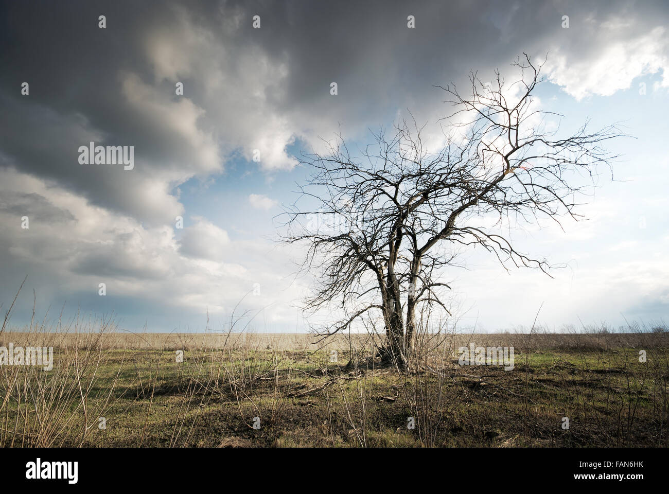Lonely dead tree. Art nature Stock Photo - Alamy