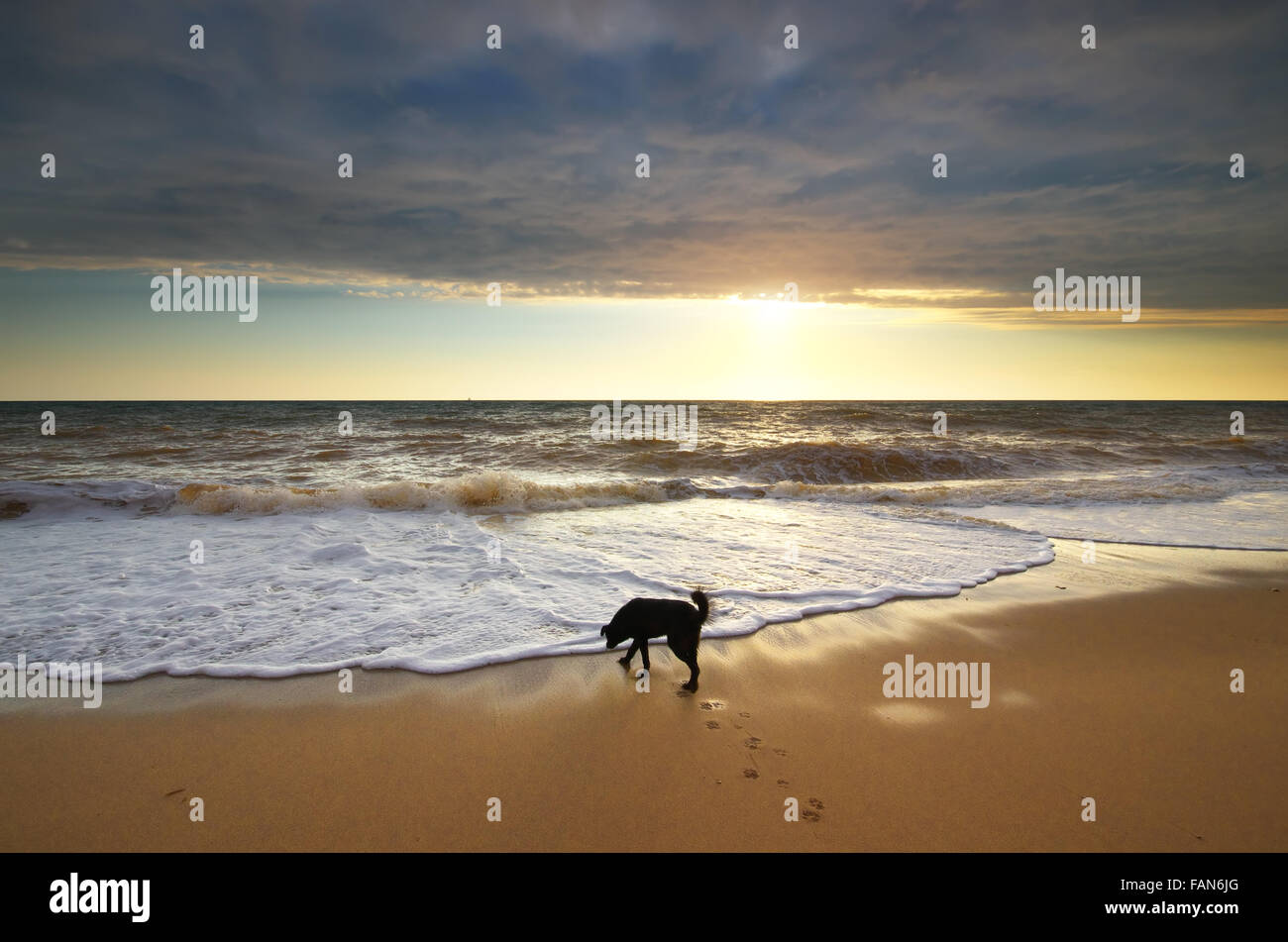 Black dog at sunset on beach hi-res stock photography and images - Alamy