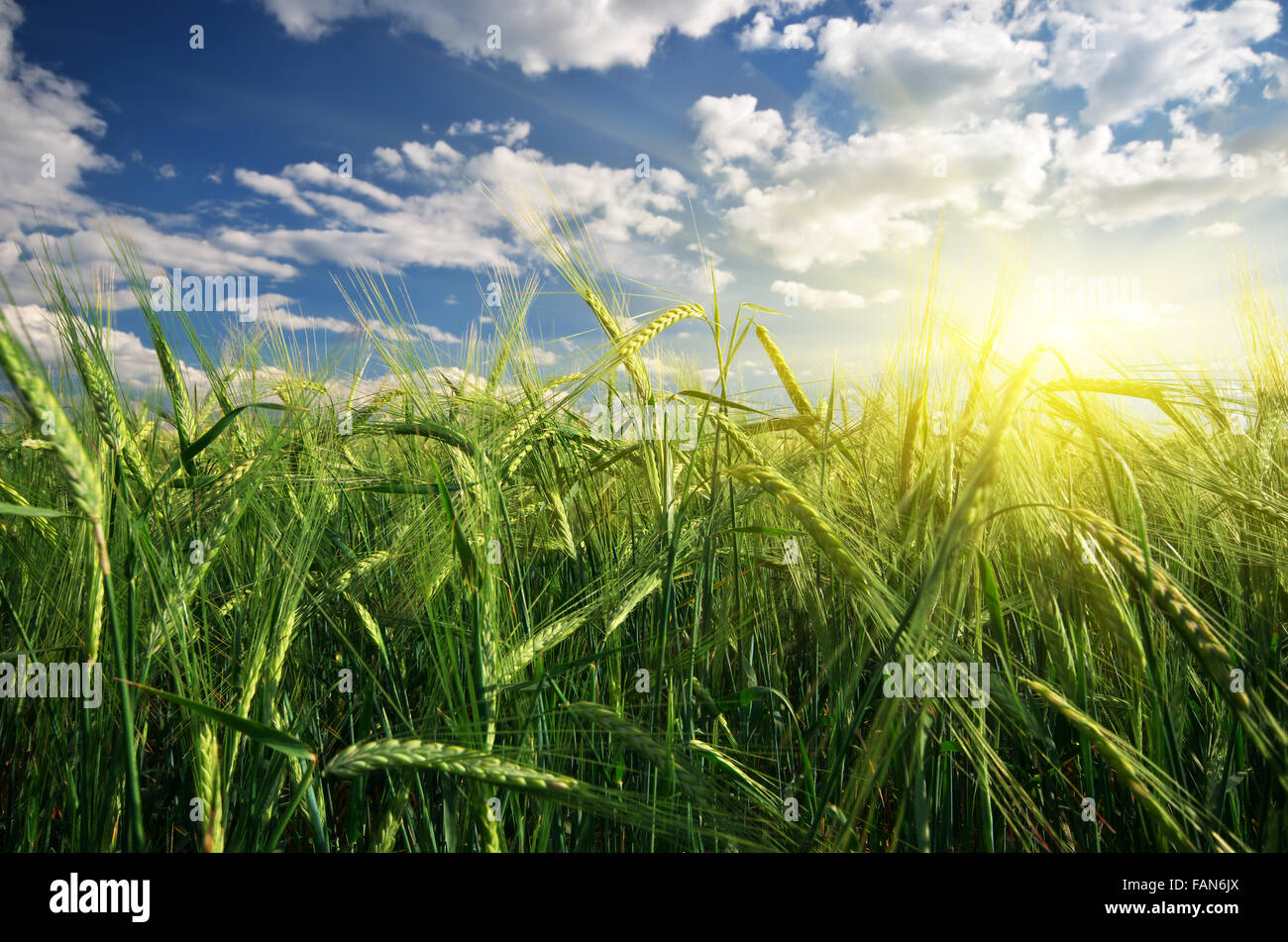 Meadow of wheat. Nature composition Stock Photo - Alamy