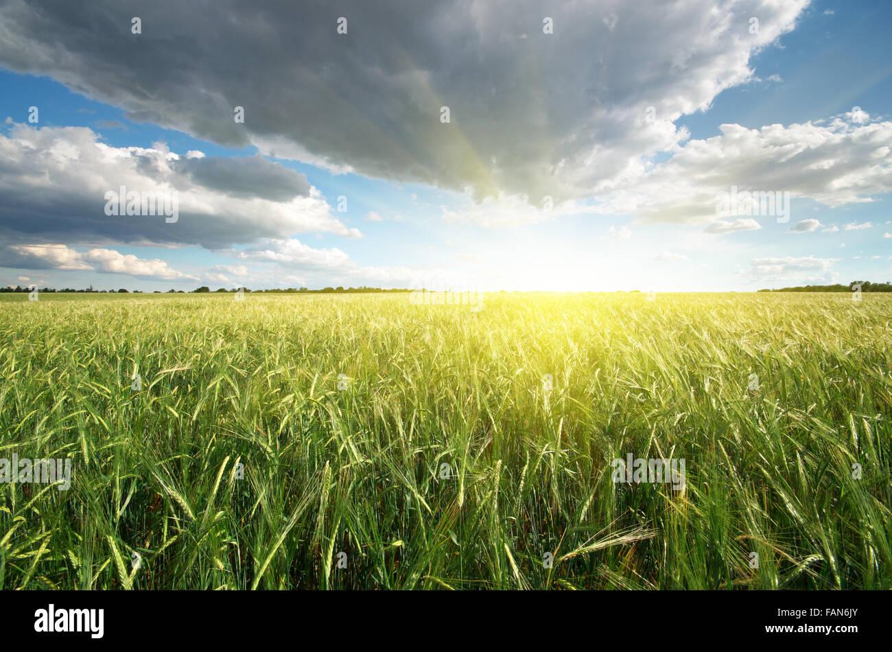 Meadow of wheat. Nature composition Stock Photo - Alamy