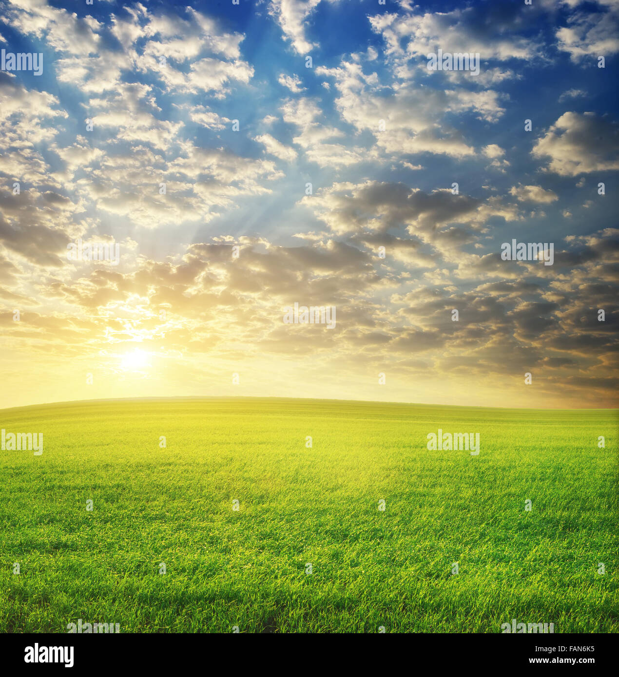 Grean plant in field hi-res stock photography and images - Alamy