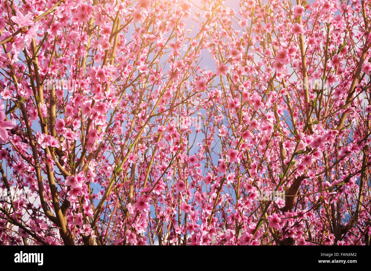 Spring flower texture. Element of design Stock Photo - Alamy