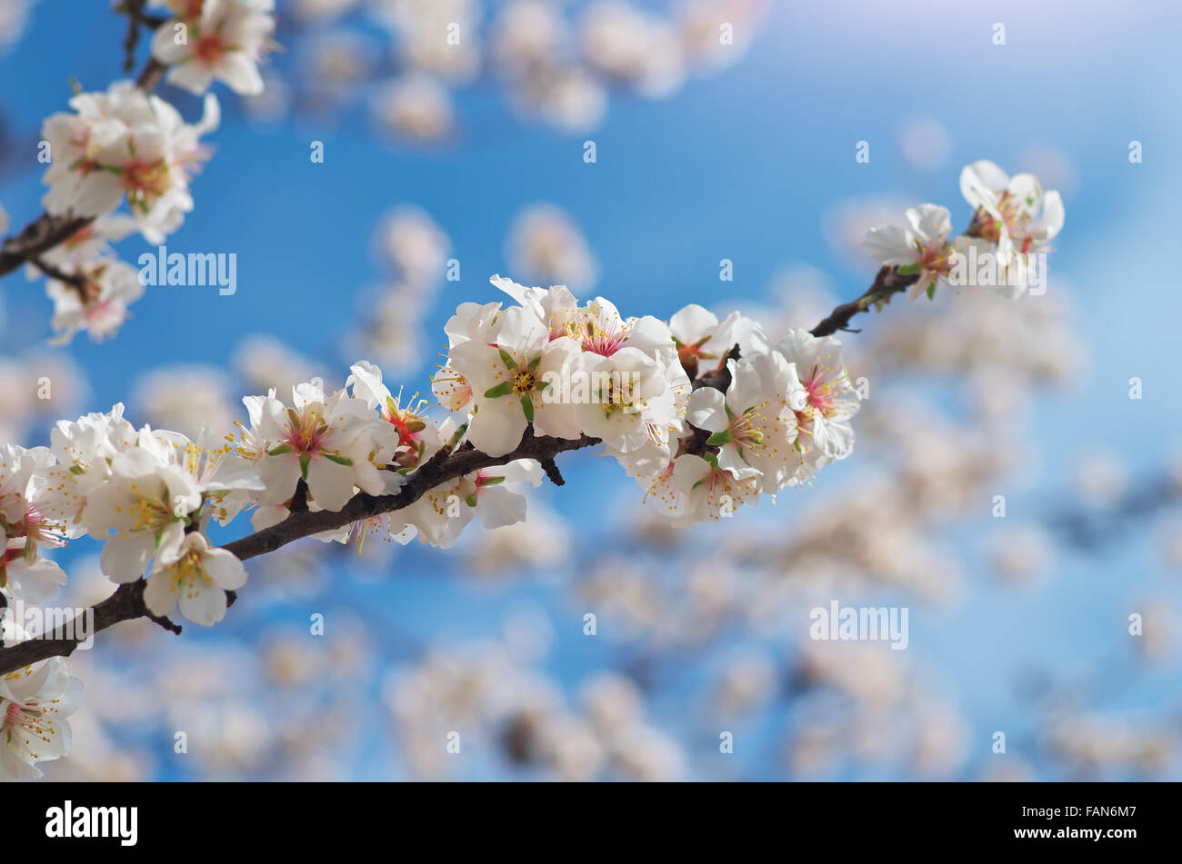 Japanese almond tree hi-res stock photography and images - Alamy