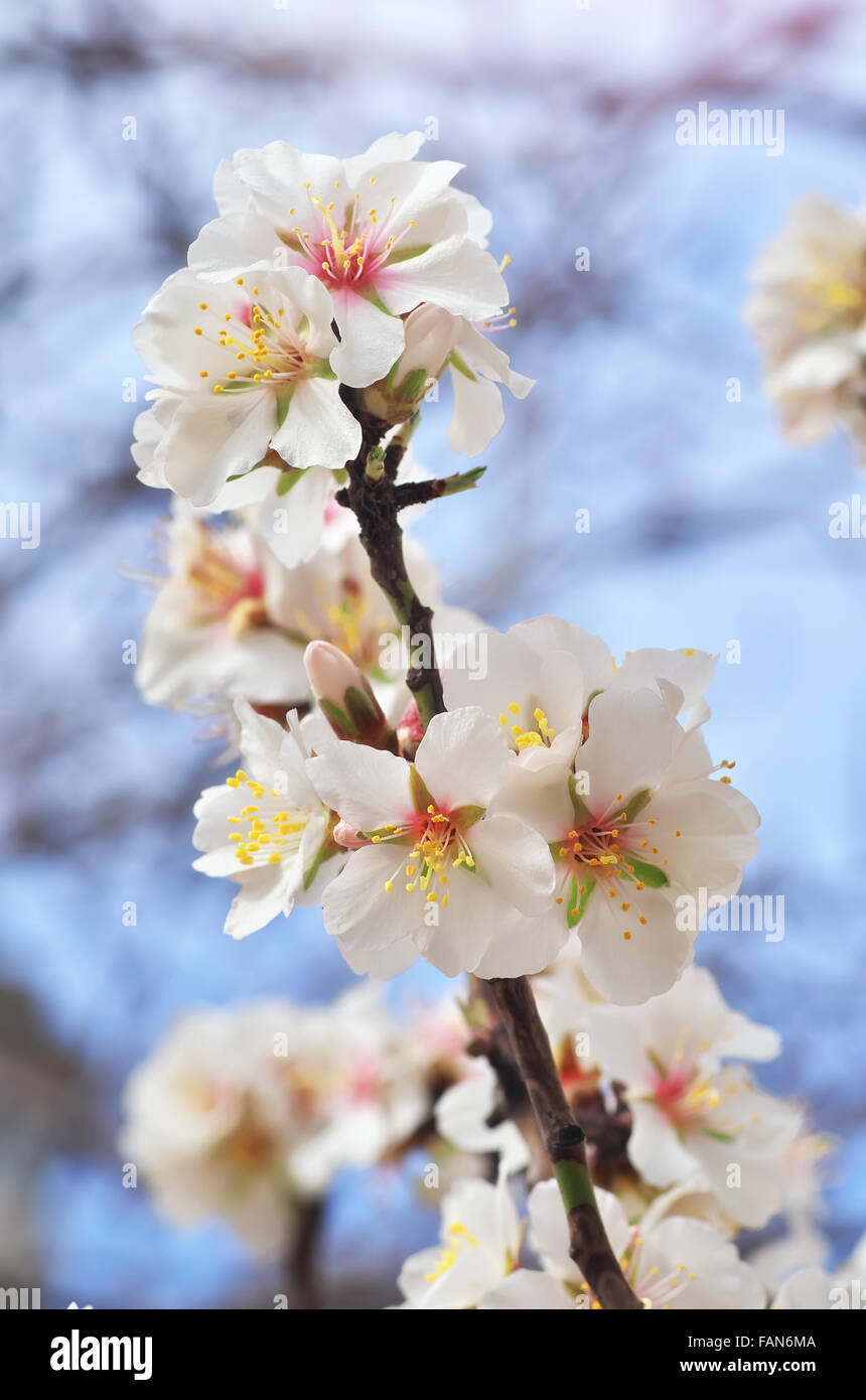 Japanese almond tree hi-res stock photography and images - Alamy
