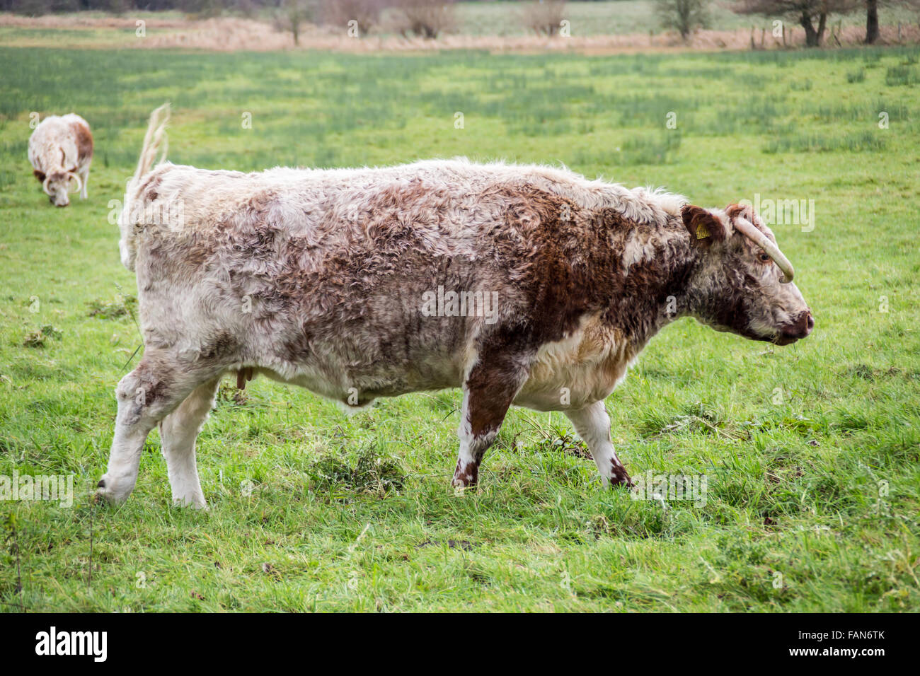 English Longhorn Cattle Grazing High Resolution Stock Photography and ...