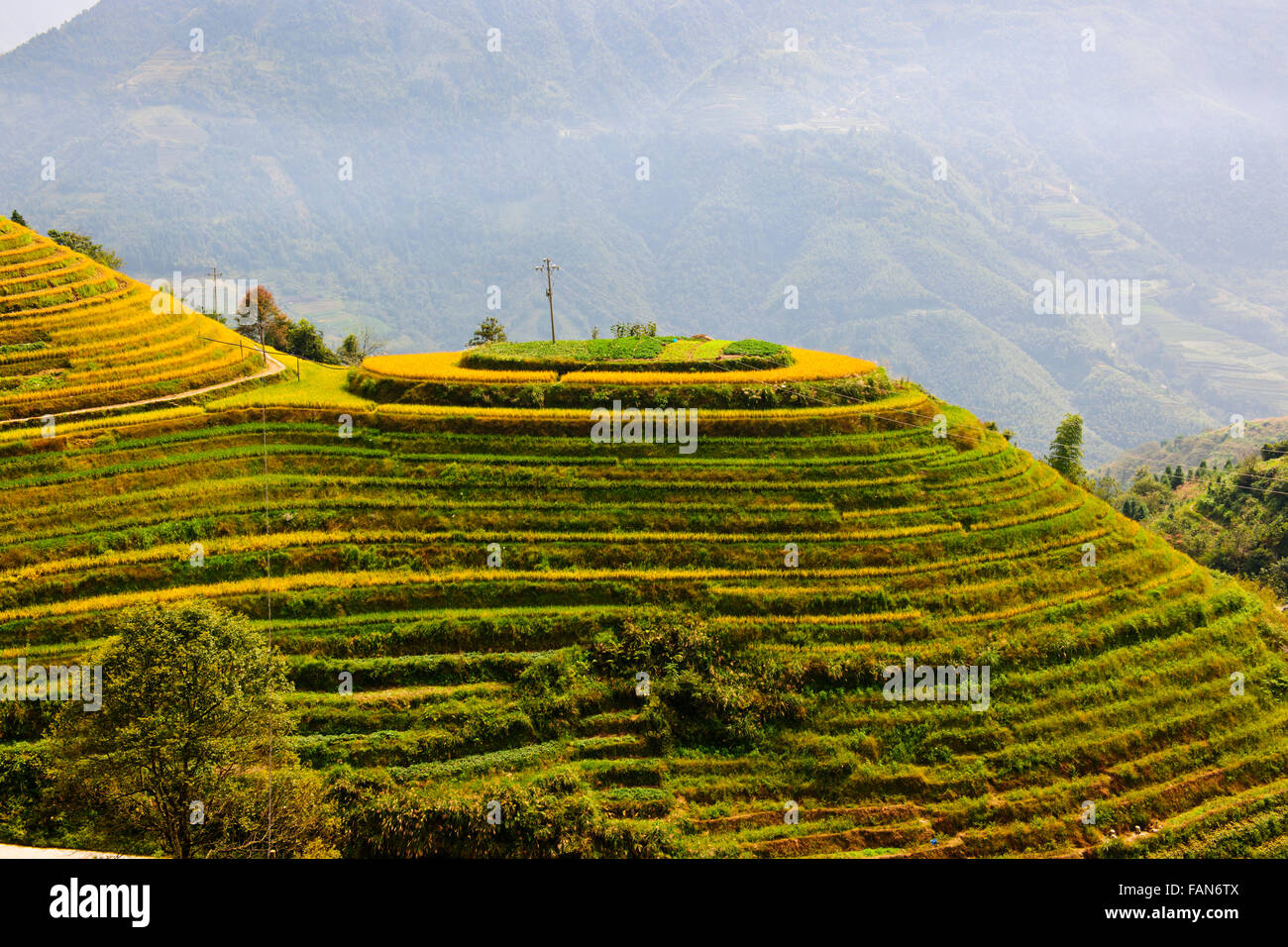 Longji Rice Terraces,Dazhai Villages, Surrounding Area,Rice Crops ...