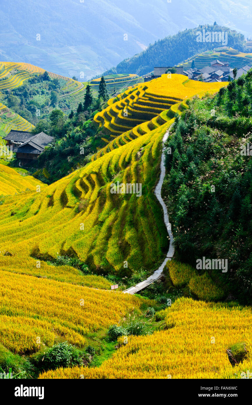 Longji Rice Terraces,Dazhai Villages, Surrounding Area,Rice Crops ...