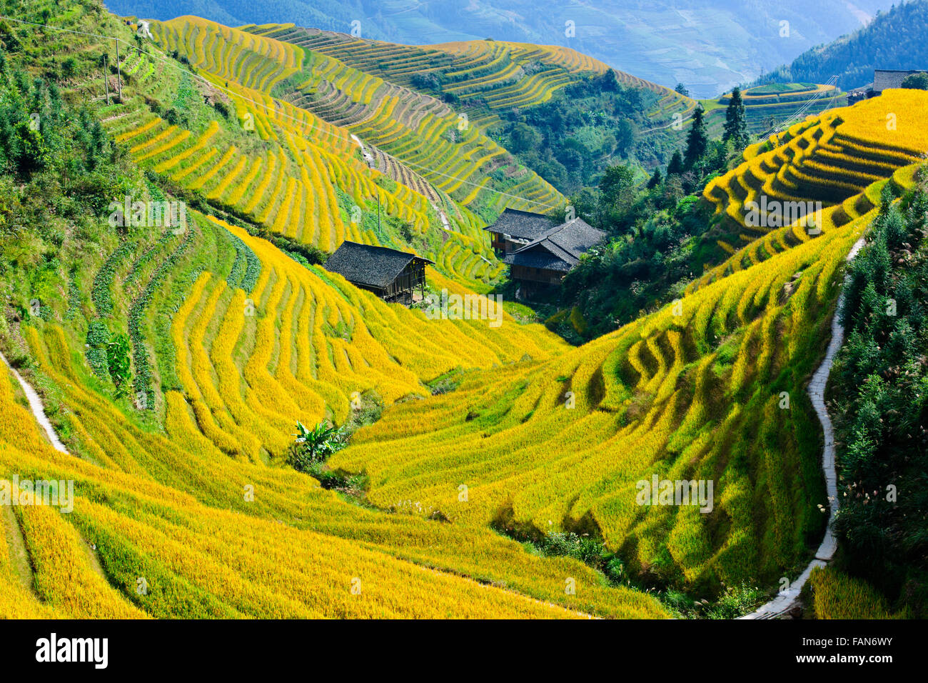Longji Rice Terraces,Dazhai Villages, Surrounding Area,Rice Crops ...