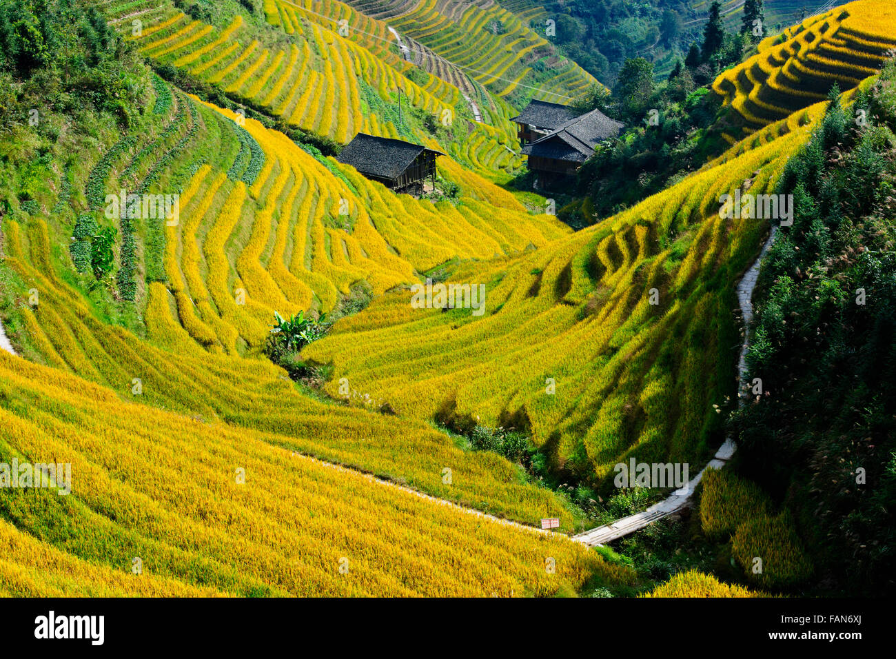 Longji Rice Terraces,Dazhai Villages, Surrounding Area,Rice Crops ...
