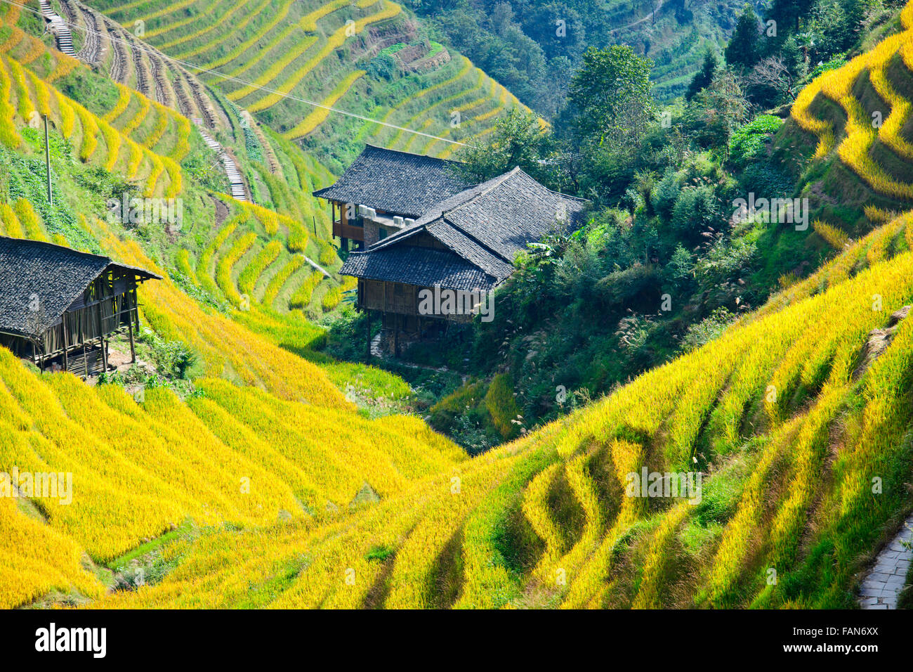 Longji Rice Terraces,Dazhai Villages, Surrounding Area,Rice Crops ...