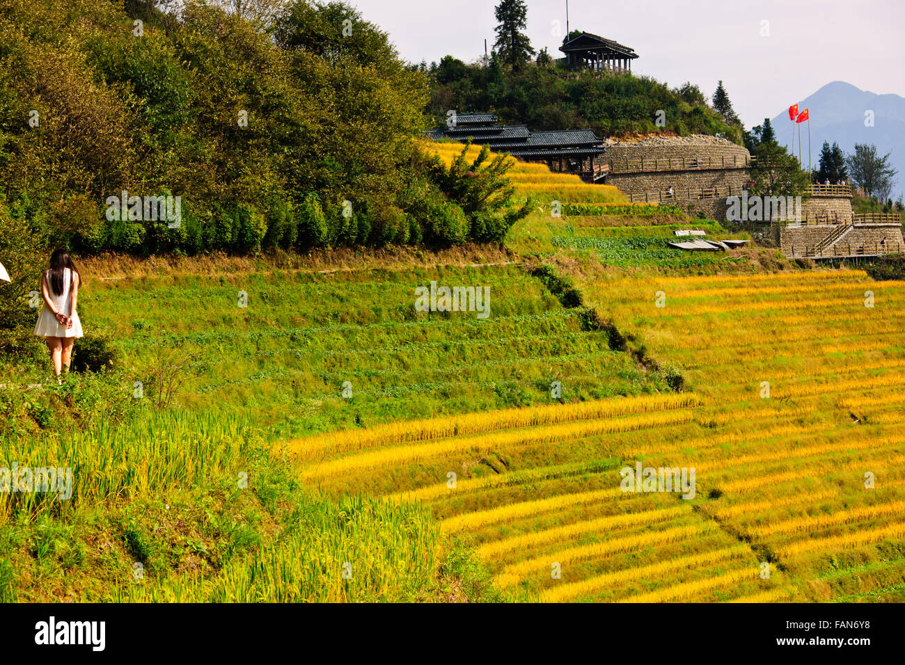 Longji Rice Terraces,Dazhai Villages, Surrounding Area,Rice Crops ...