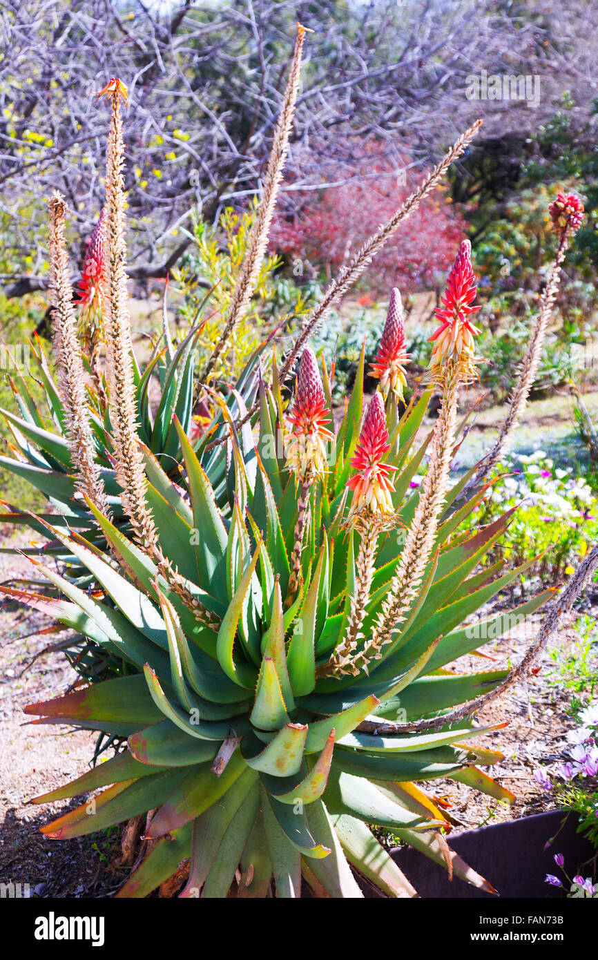 Full length of blossoming Aloe caesia in spring Stock Photo - Alamy