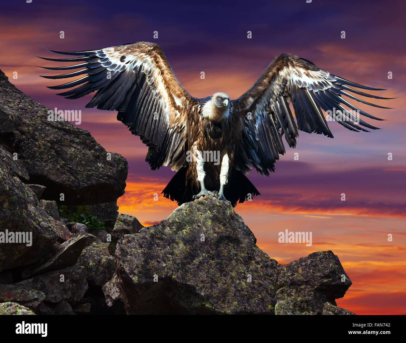 condor sitting on stone against sunset sky background Stock Photo - Alamy