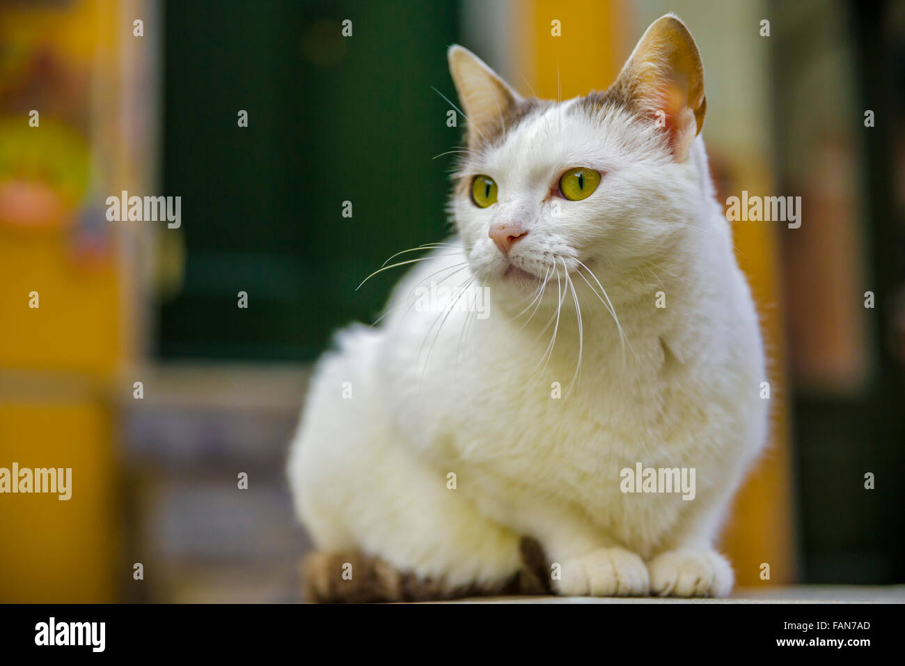 Cinque terre italy cat hi-res stock photography and images - Alamy