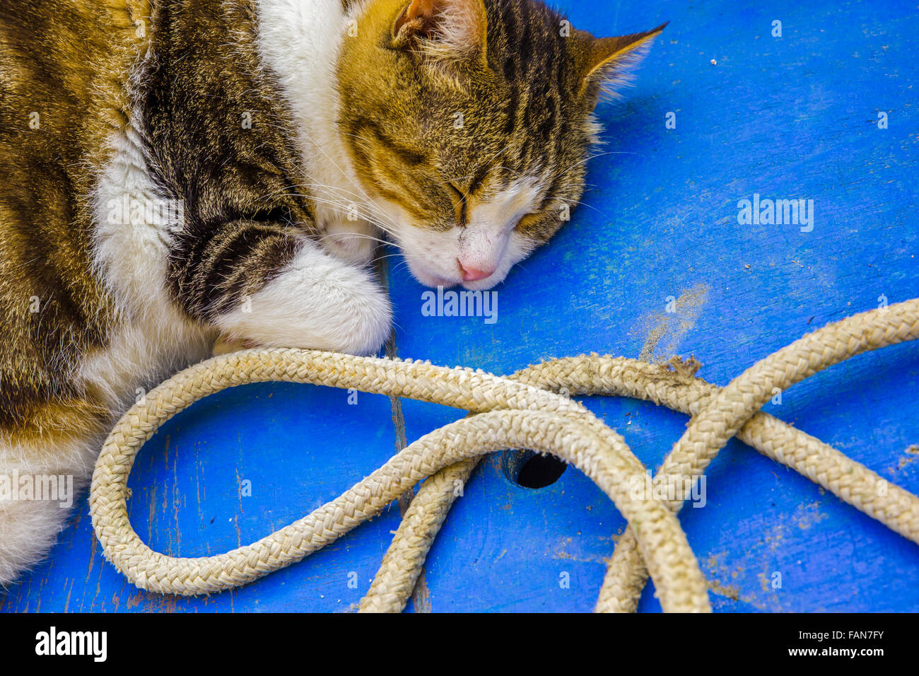 Cinque terre italy cat hi-res stock photography and images - Alamy