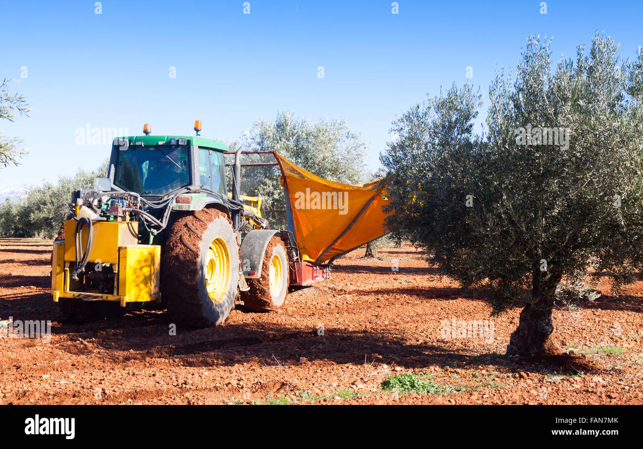 Mechanized collection of olives in Spain Stock Photo - Alamy