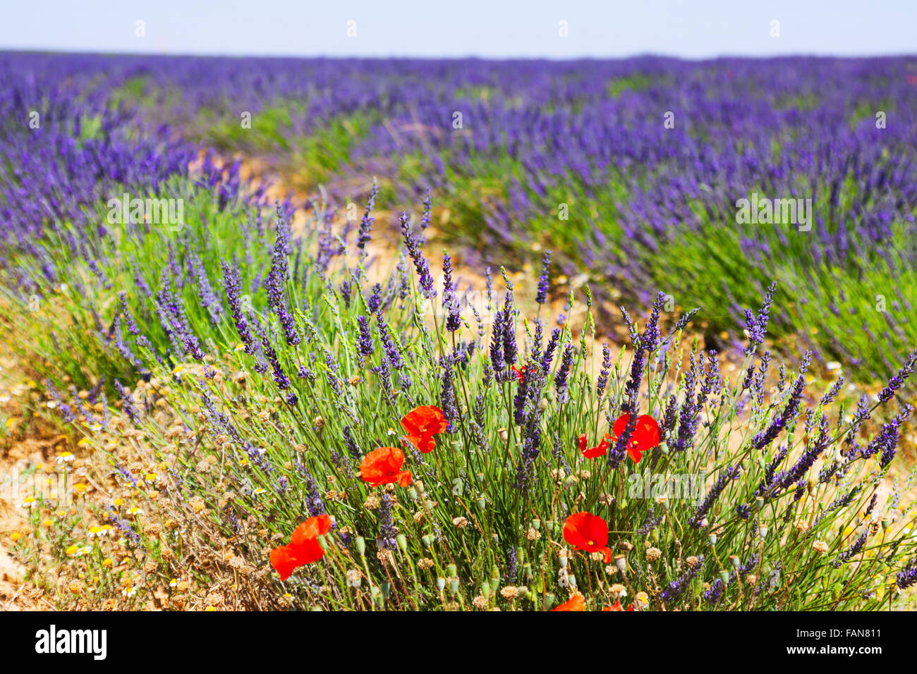 Close up of plant of blue lavender at field Stock Photo - Alamy