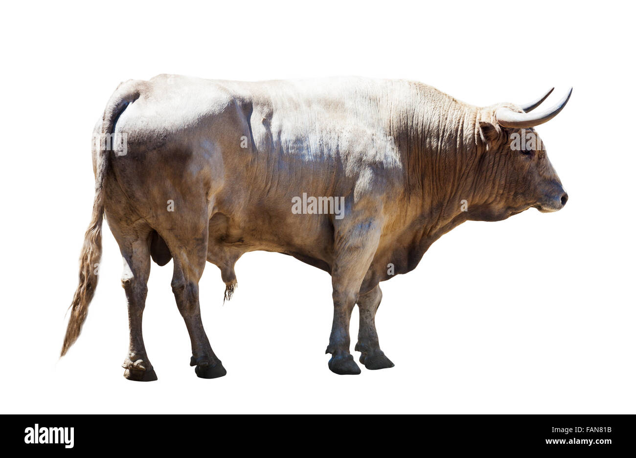 Standing grey bull, isolated over white background Stock Photo - Alamy