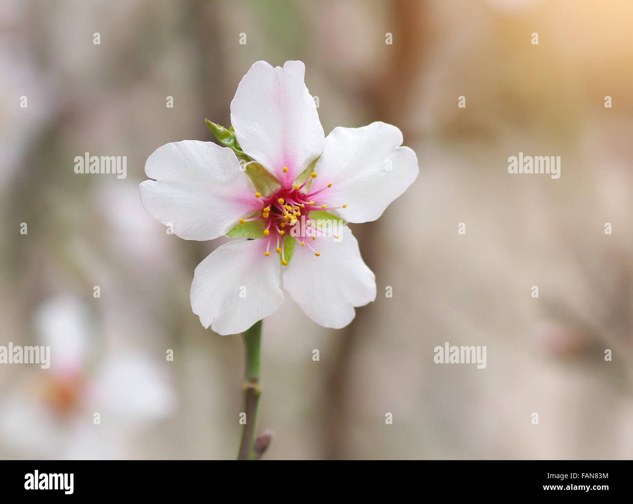 Branch of spring almond. White flower tree. Nature composition Stock ...