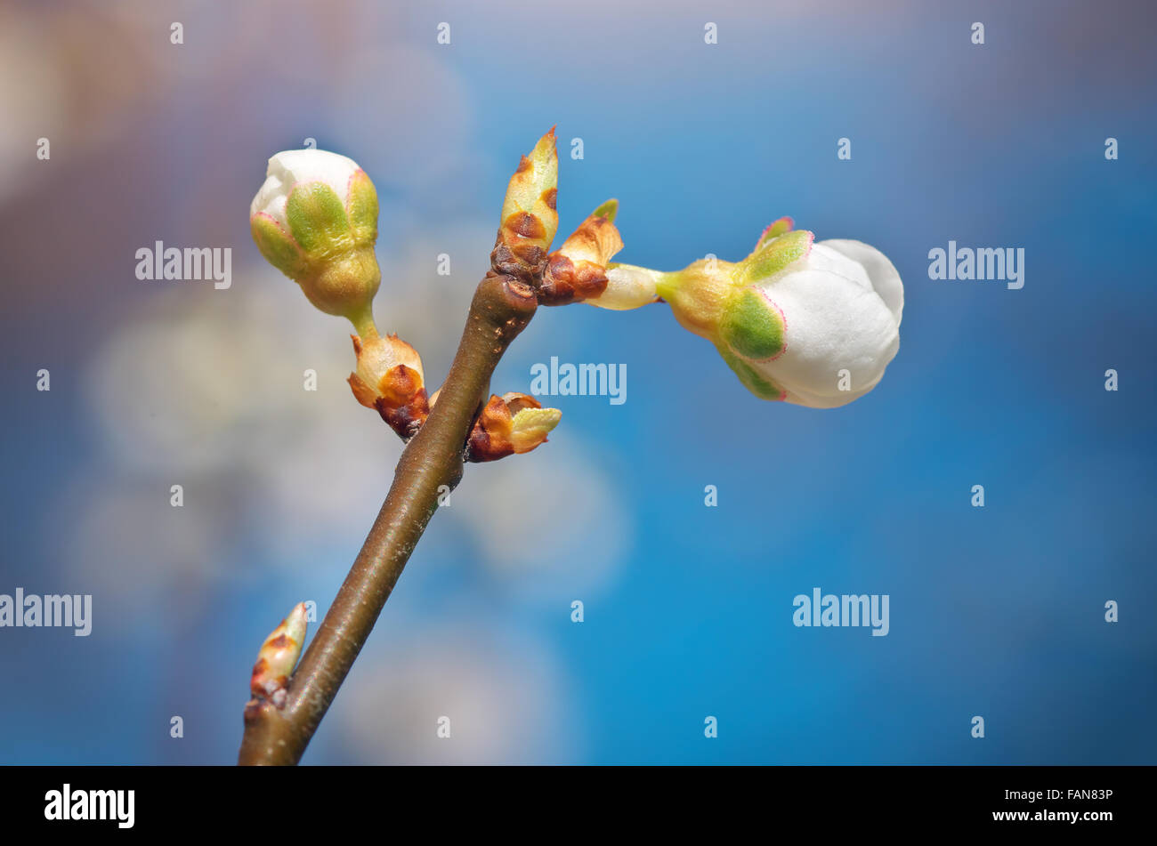 Spring bud. Composition of nature Stock Photo - Alamy